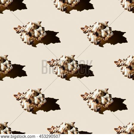 Seamless Pattern Clam Image & Photo (Free Trial) | Bigstock