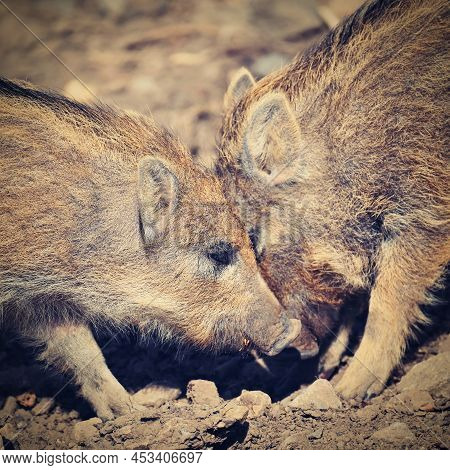 Tiny Wild Animals Images, Illustrations & Vectors (Free) - Bigstock