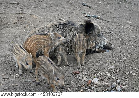 Tiny Wild Animals Images, Illustrations & Vectors (Free) - Bigstock