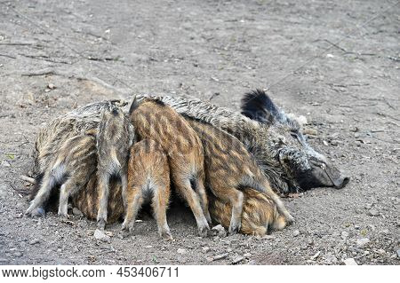 Tiny Wild Animals Images, Illustrations & Vectors (Free) - Bigstock