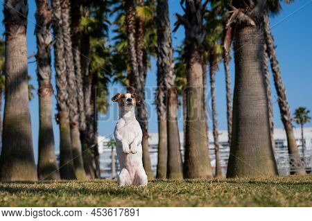 Dog Under Tree Images, Illustrations & Vectors (Free) - Bigstock