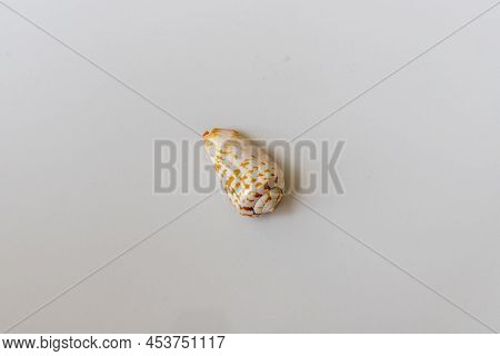Single Seashell On Image & Photo (Free Trial) | Bigstock
