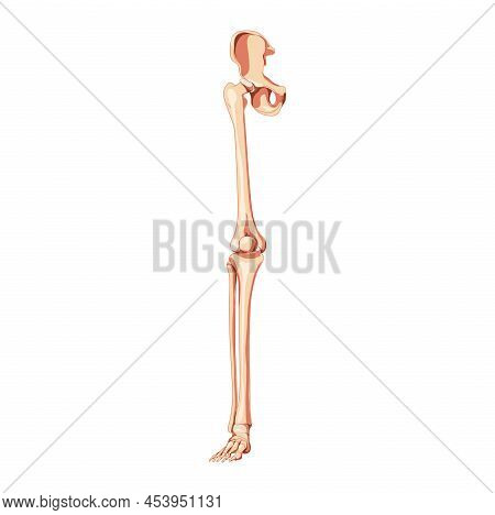 Human Pelvis Leg Vector & Photo (Free Trial) | Bigstock