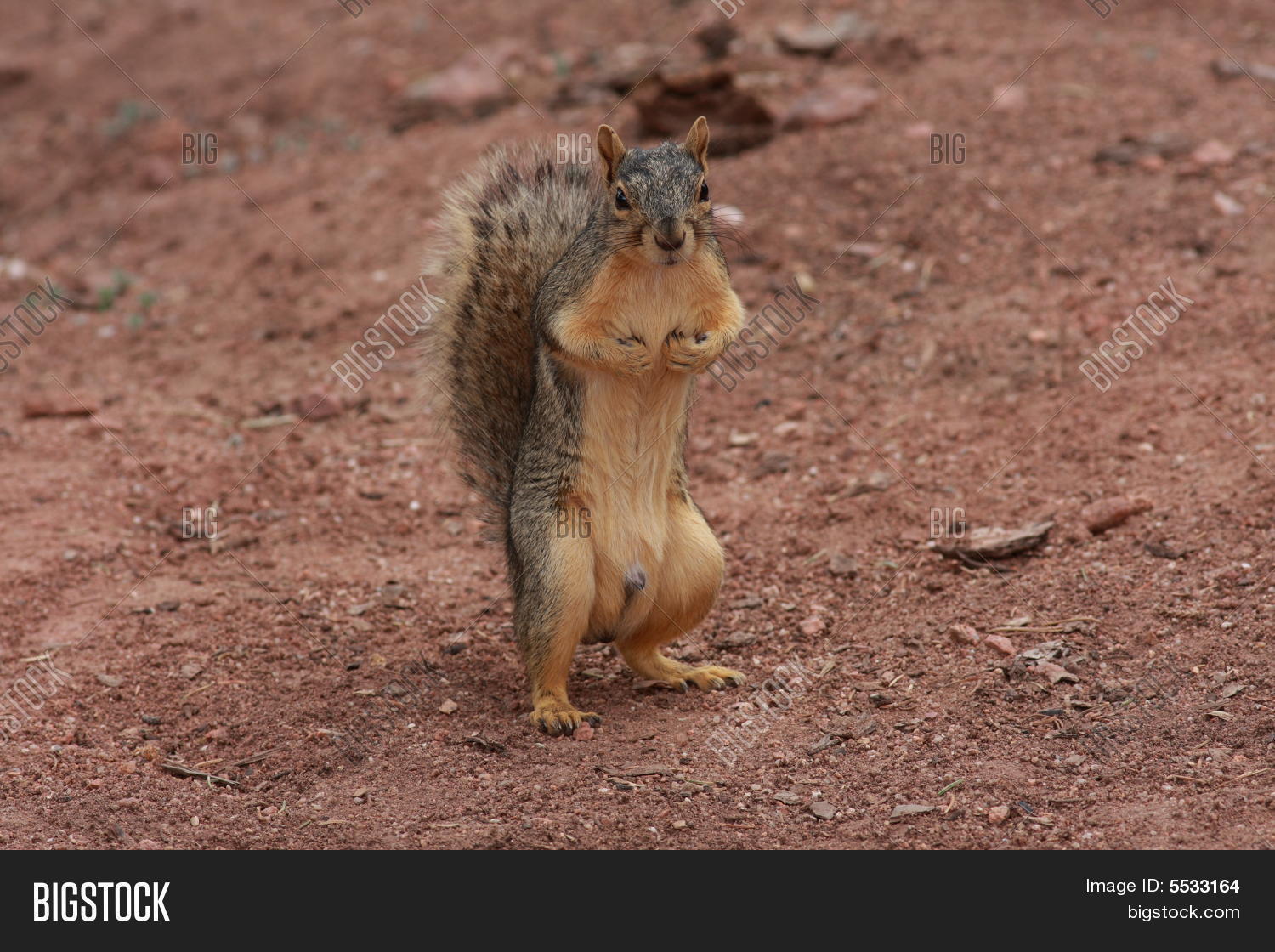 Squirrel Standing Image & Photo (Free Trial) | Bigstock