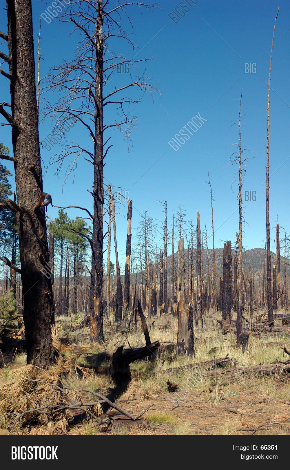 Forest Fire Recovery Image & Photo (Free Trial) | Bigstock