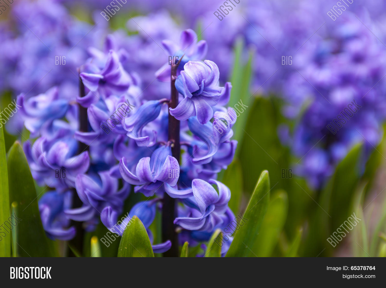 Blue Flowers Hyacinth Image & Photo (Free Trial) | Bigstock