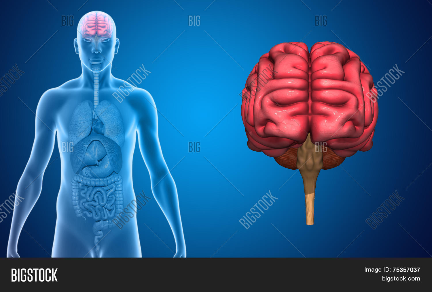 Human Brain Image & Photo (Free Trial) | Bigstock