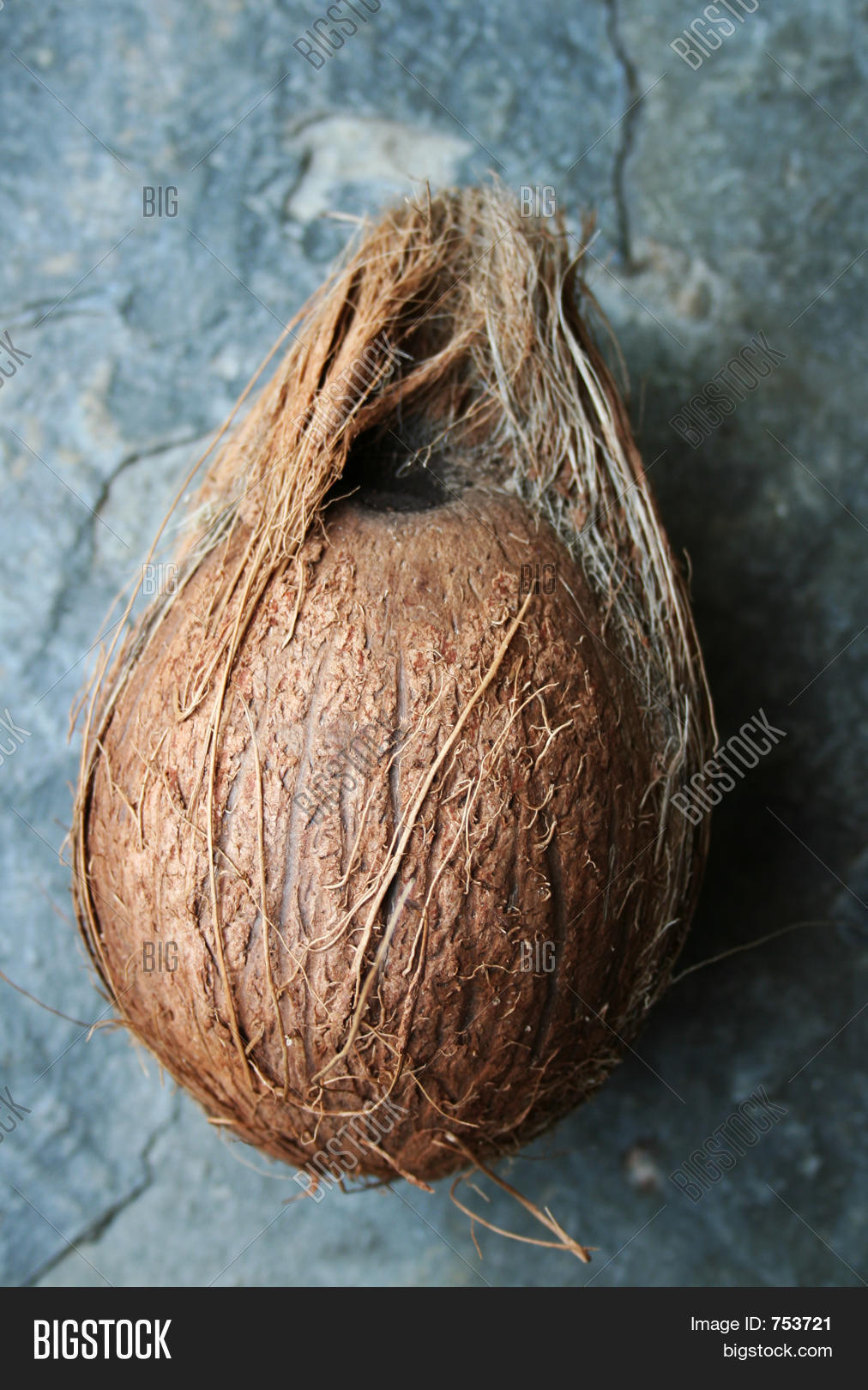 Coconut Details Image & Photo (Free Trial) | Bigstock