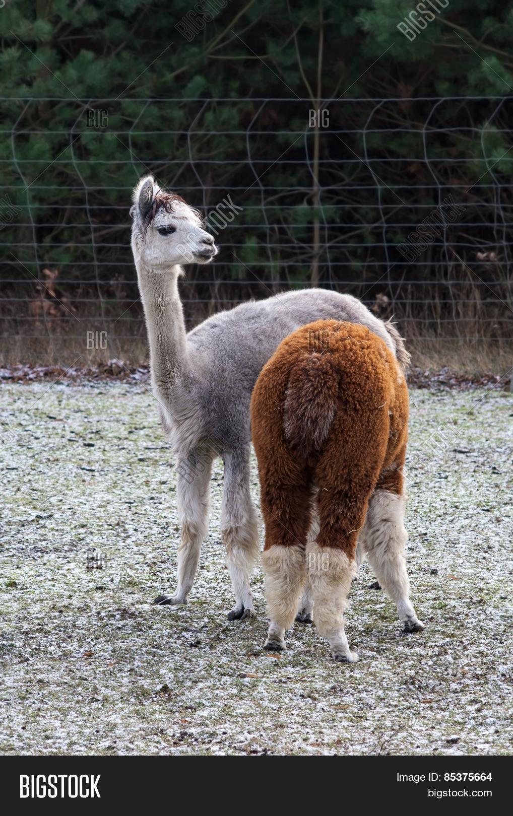 Alpaca (vicugna Pacos) Image & Photo (Free Trial) | Bigstock