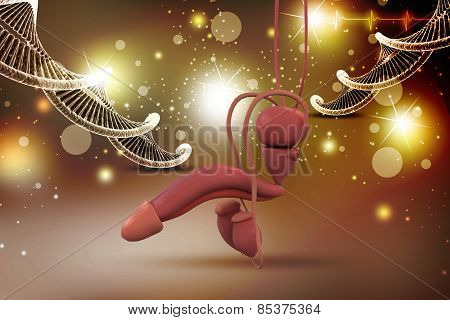 Human Penis Anatomy Image & Photo (Free Trial) | Bigstock