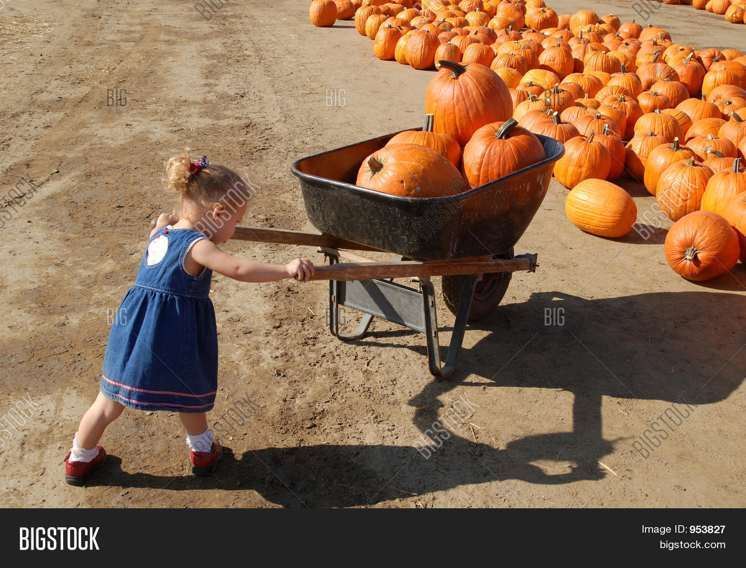 Pushing Pumpkins Image & Photo (Free Trial) | Bigstock