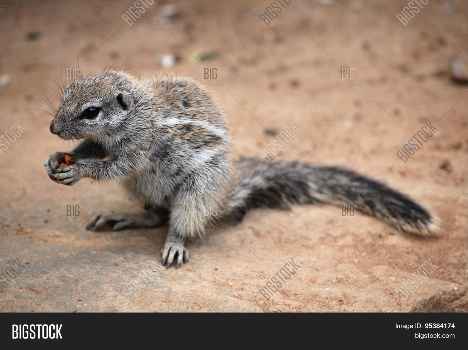 Cape Ground Squirrel ( Image & Photo (Free Trial) | Bigstock