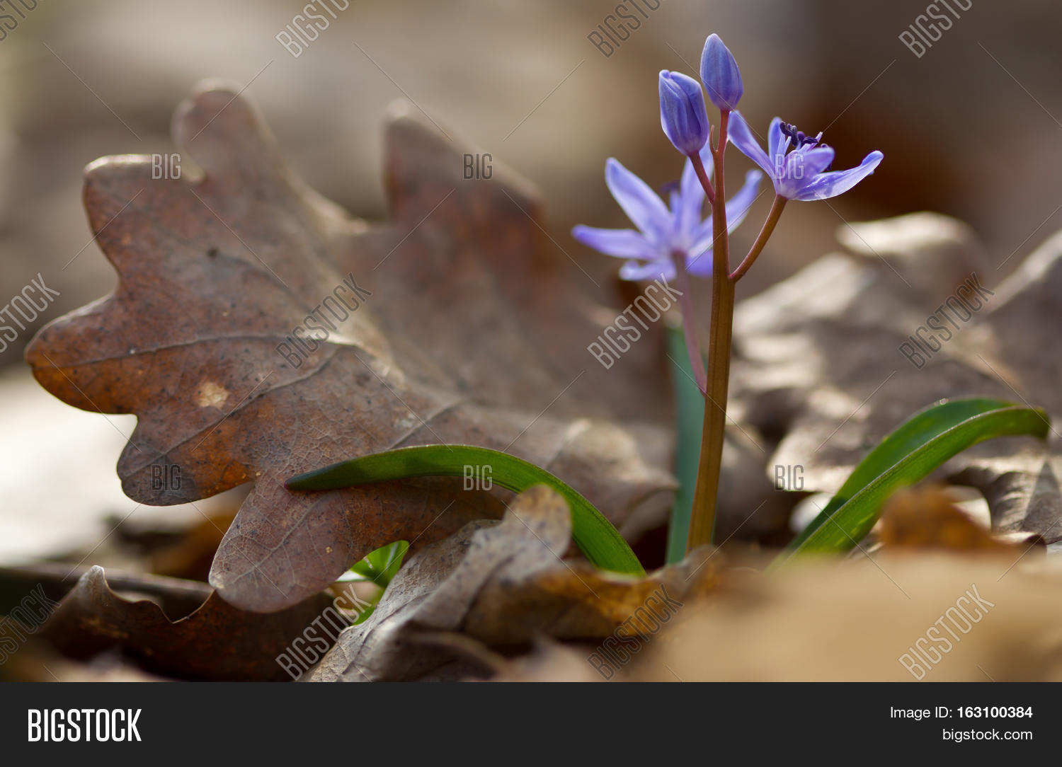 View Magic Blooming Image & Photo (Free Trial) | Bigstock