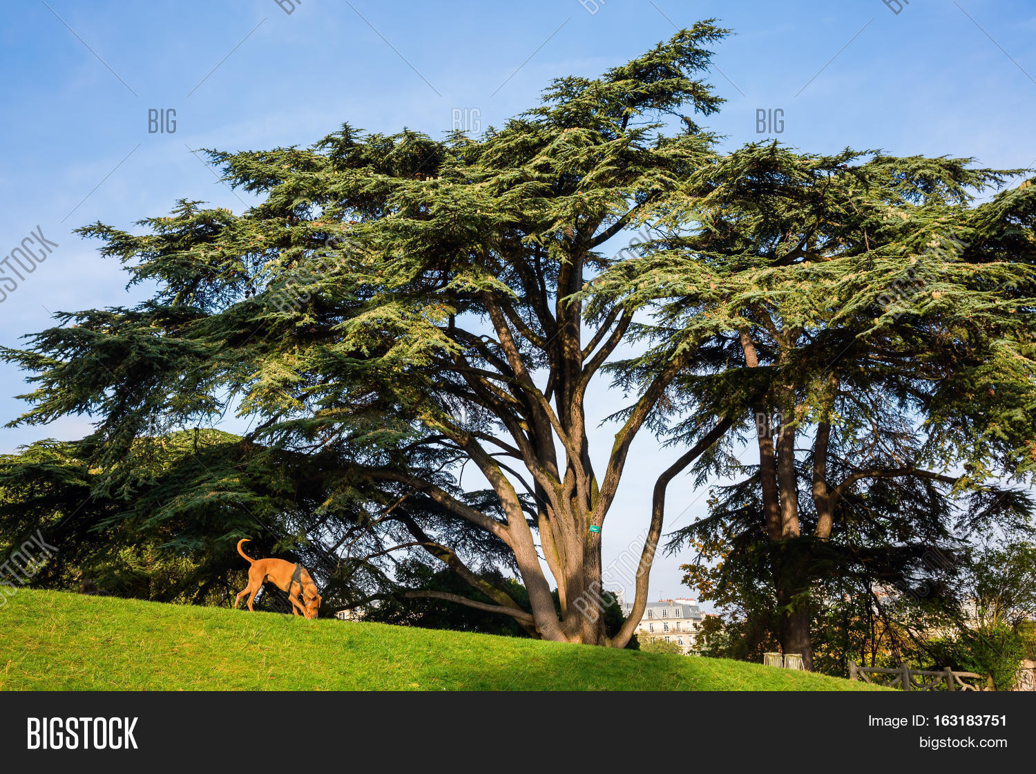 Old Cedar Tree Park Image & Photo (Free Trial) | Bigstock