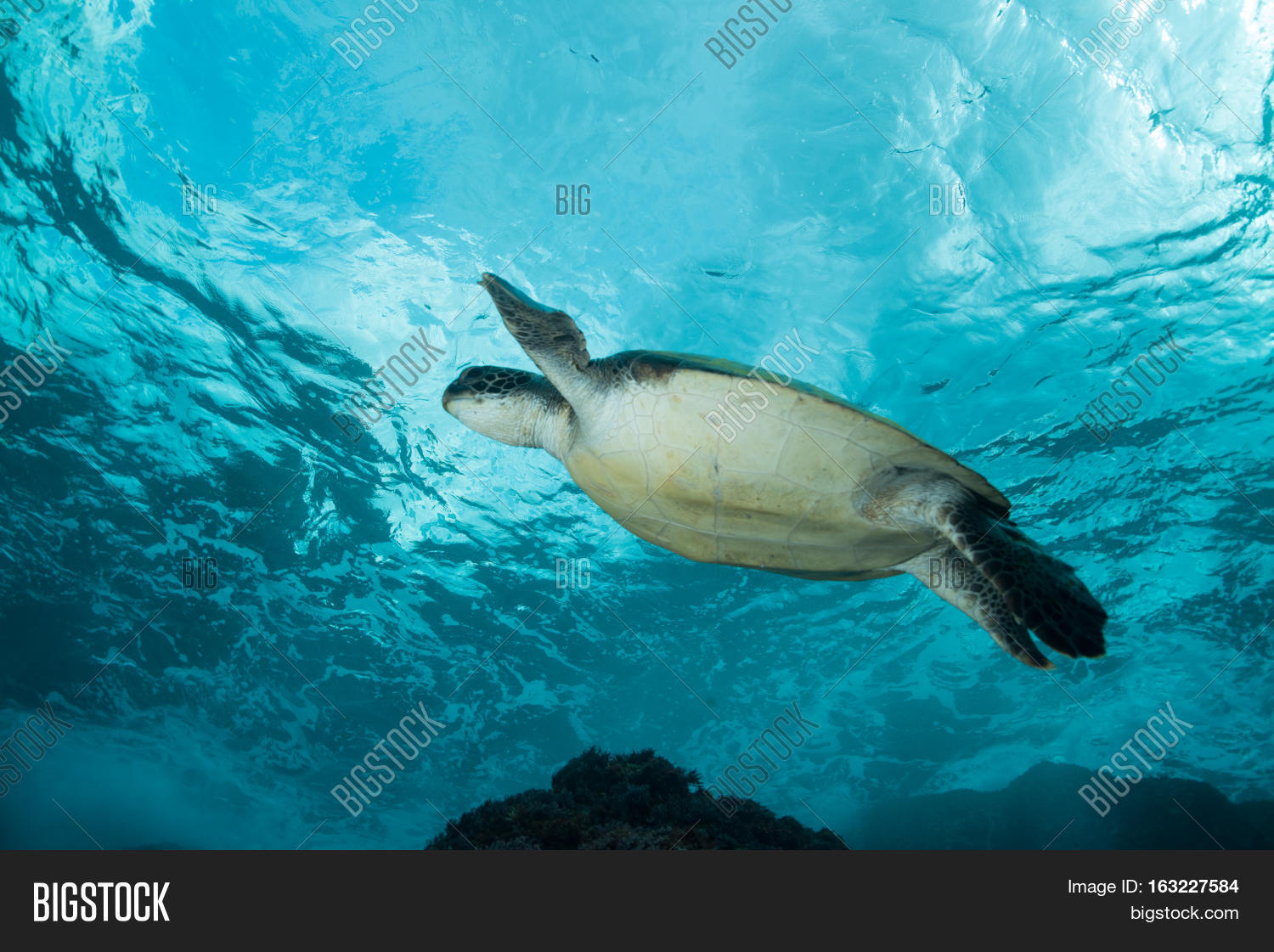 Green Turtle Swimming Image & Photo (Free Trial) | Bigstock