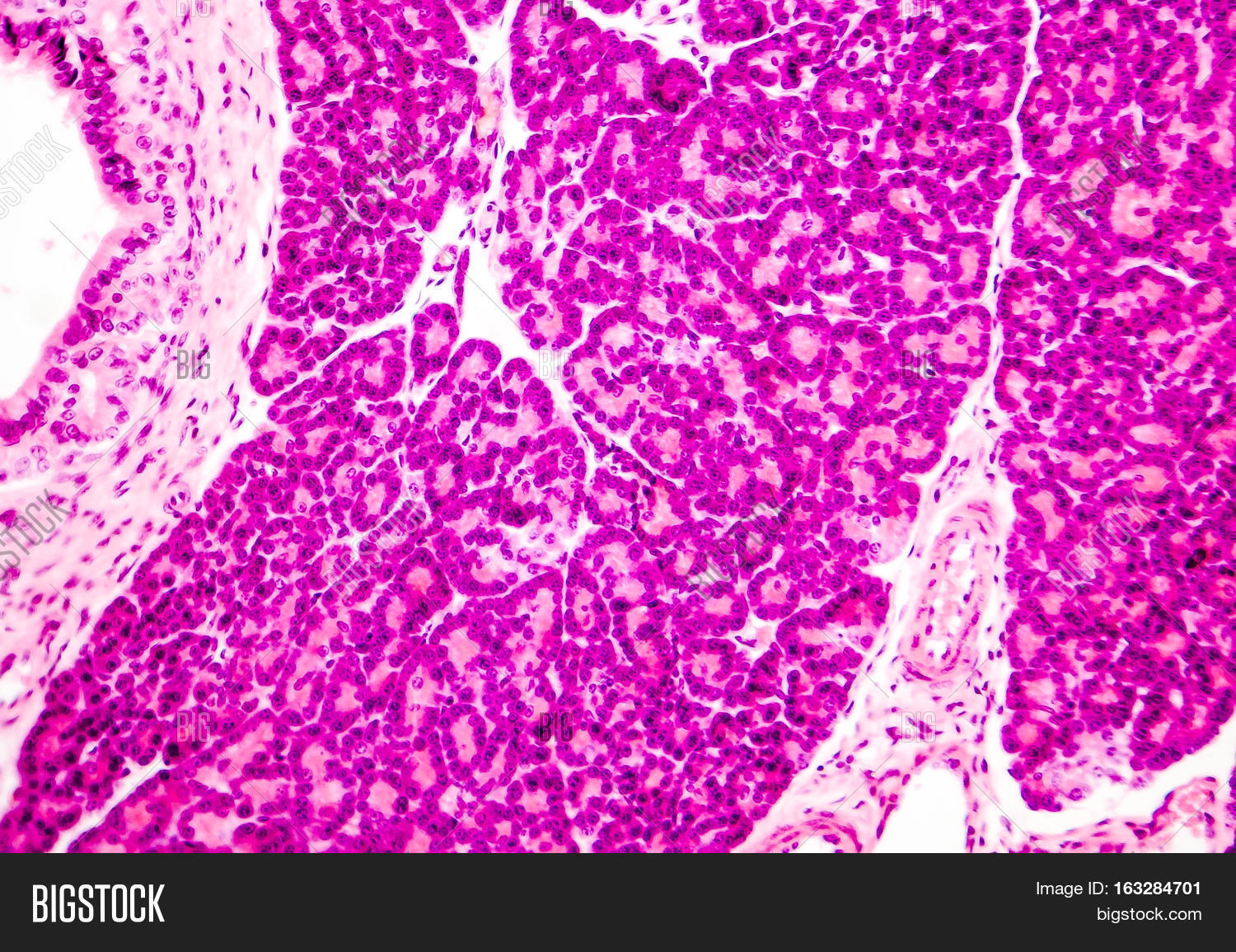 Microscopic Photo Image & Photo (Free Trial) | Bigstock