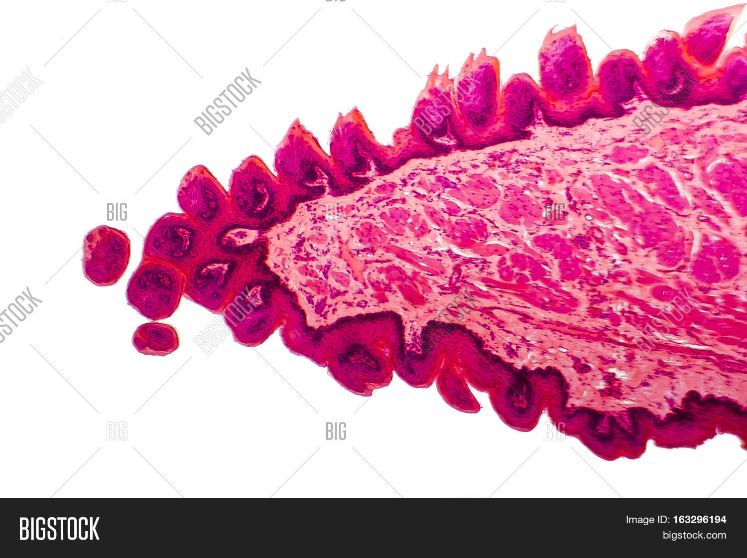 Tongue Histology Taste Buds