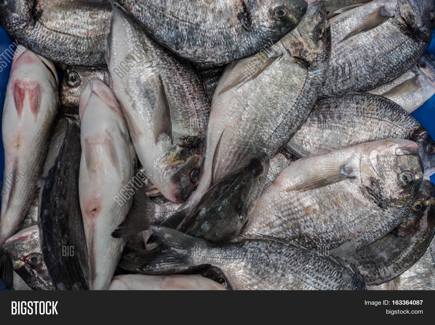 Tilapia, Known Musht Image & Photo (Free Trial) | Bigstock