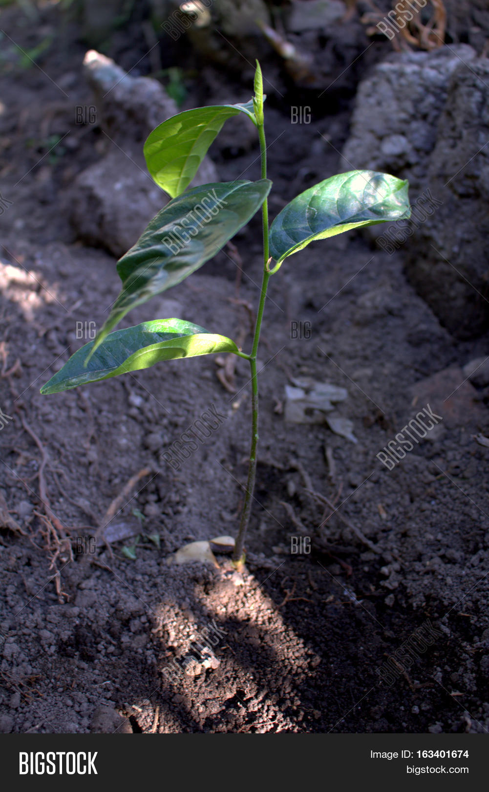 Small Jackfruit Tree Image & Photo (Free Trial) | Bigstock
