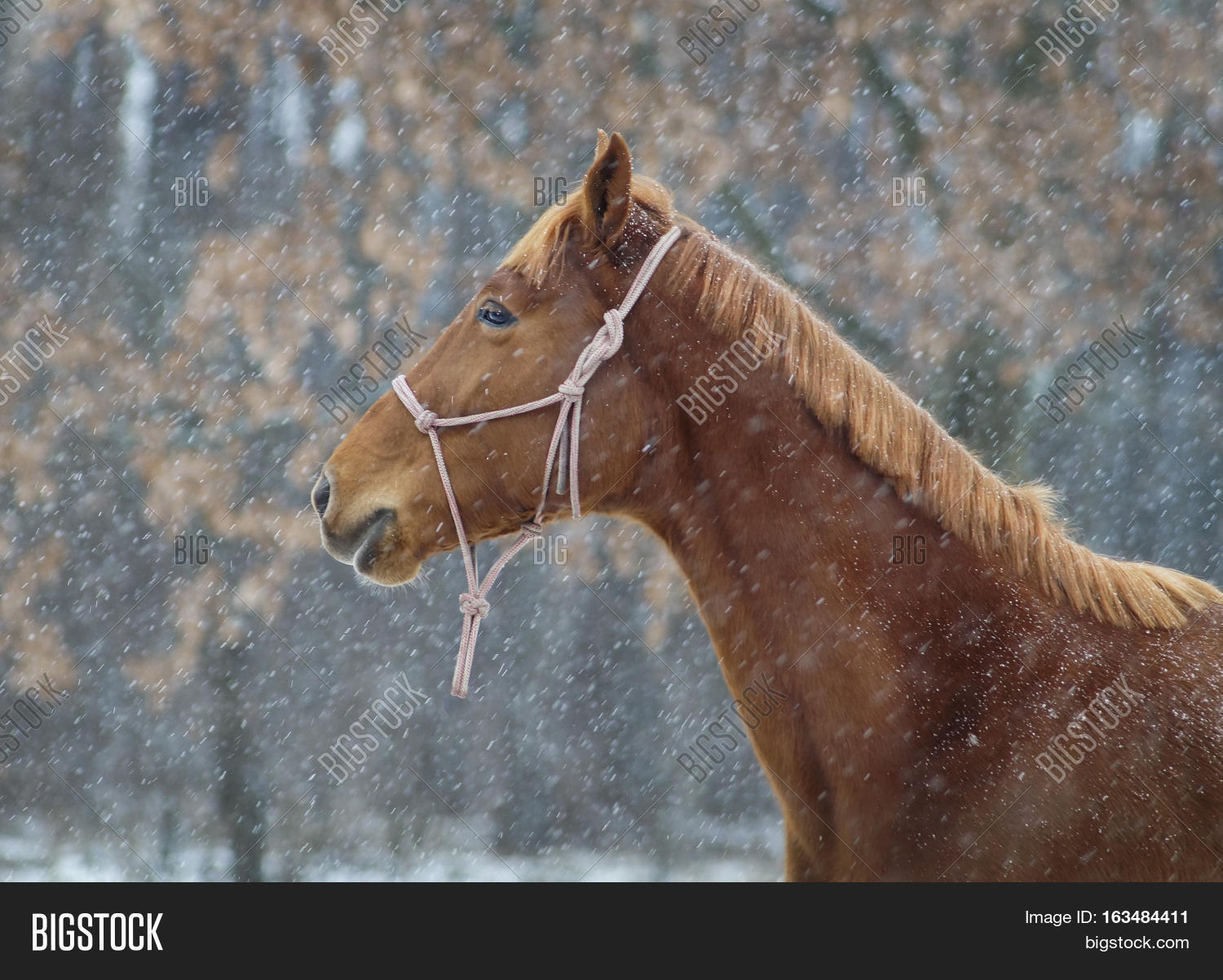 Chestnut Horse White Image & Photo (Free Trial) | Bigstock