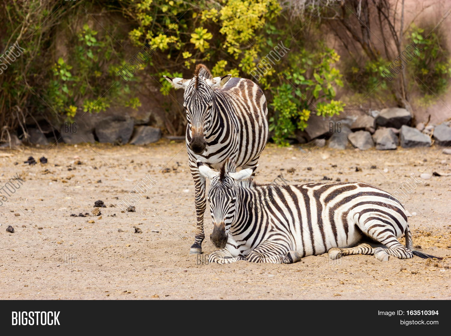 Plains Zebra Most Image & Photo (Free Trial) | Bigstock