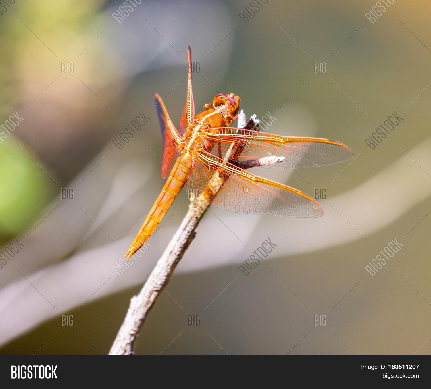 Male Flame Skimmers Image & Photo (Free Trial) | Bigstock