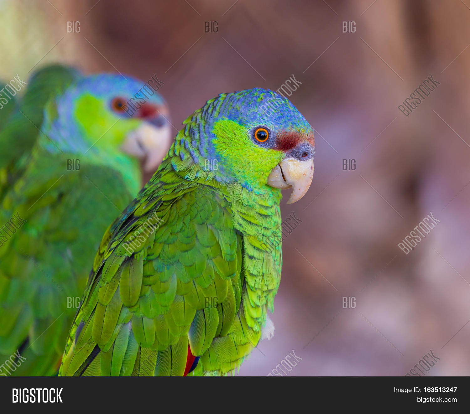 Lilac-crowned Amazon Image & Photo (Free Trial) | Bigstock