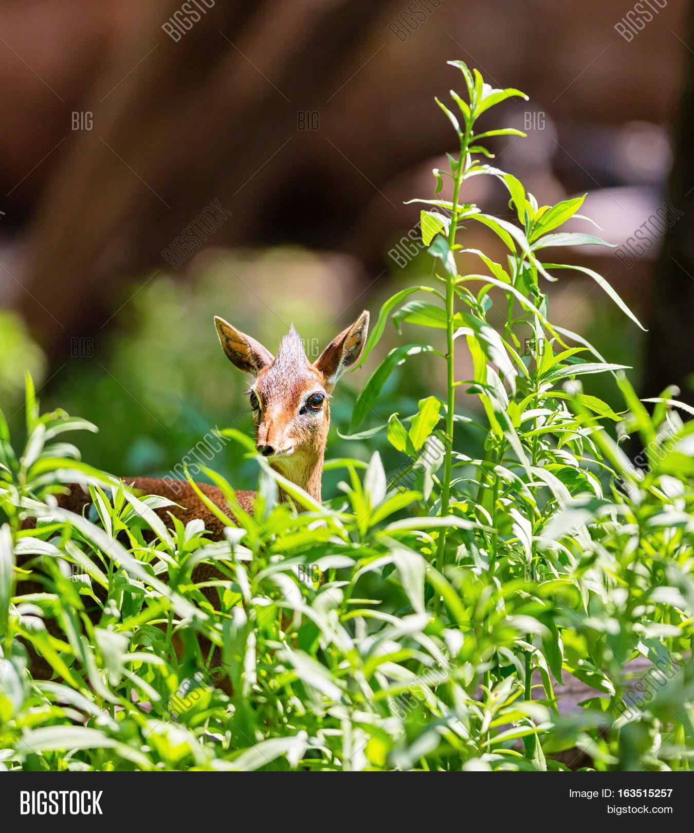 Dik-dik Small Antelope Image & Photo (Free Trial) | Bigstock