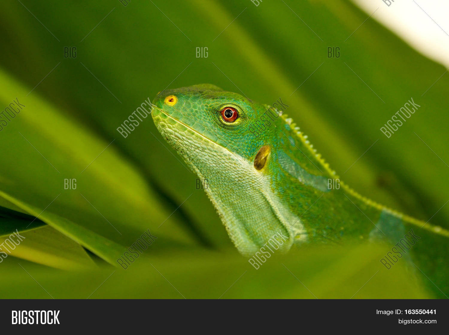 Portrait Male Fiji Image & Photo (Free Trial) | Bigstock