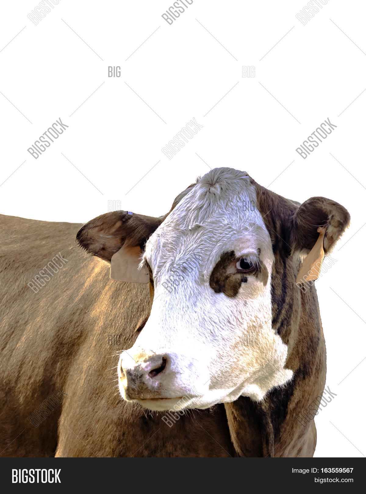 Red Baldy Beef Cow Image & Photo (Free Trial) | Bigstock