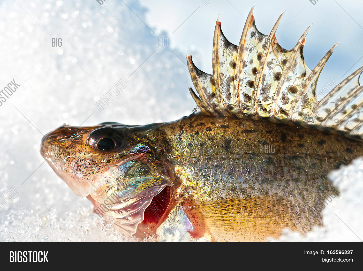 Ruff Ordinary ( Lat. Image & Photo (Free Trial) | Bigstock