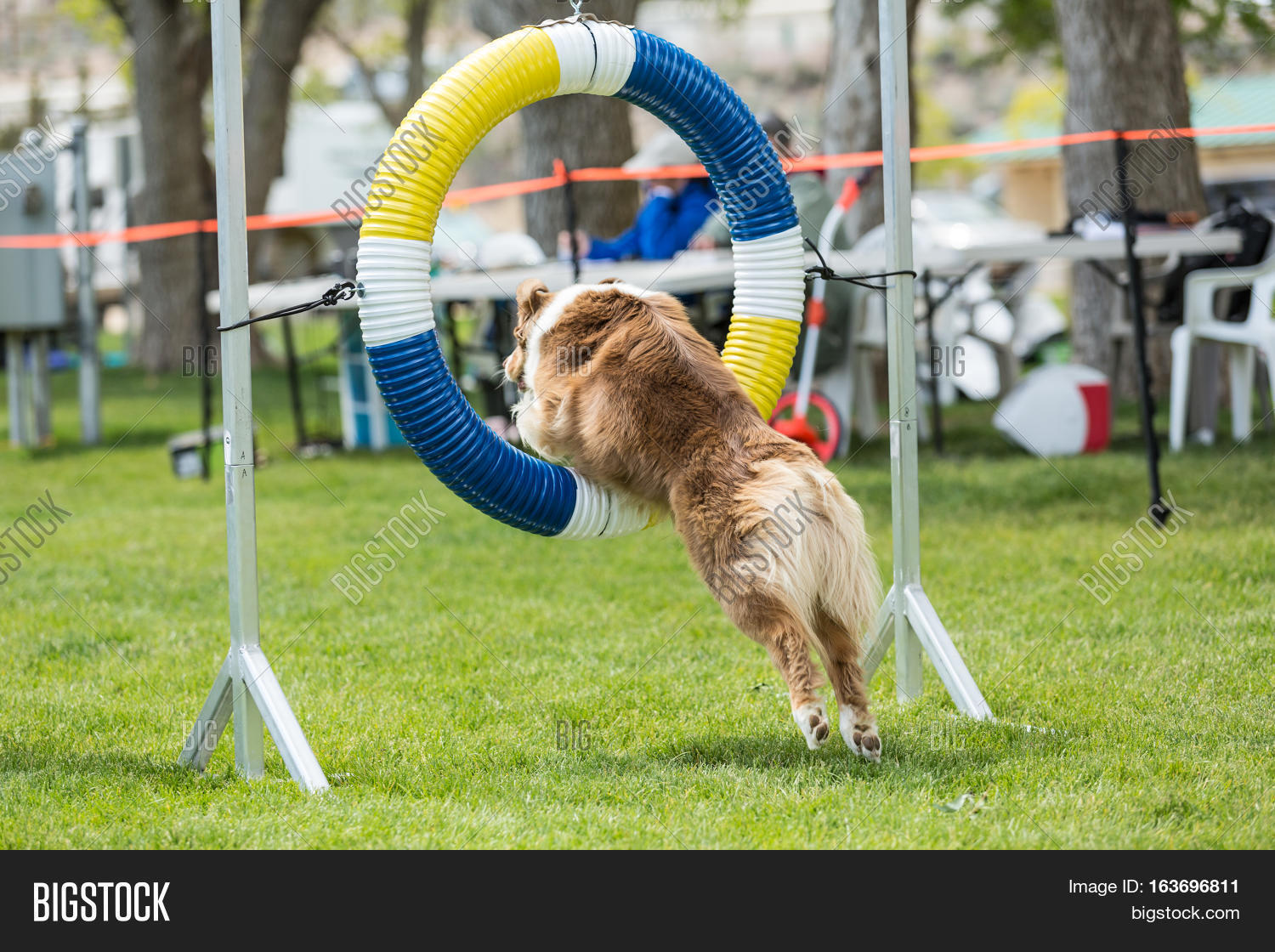 Dog Agility Image & Photo (Free Trial) | Bigstock