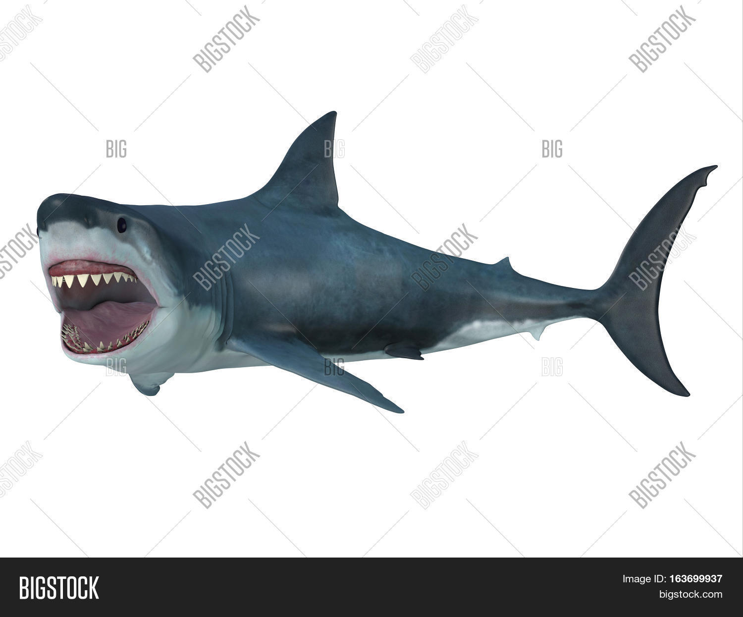 Great White Shark Left Image & Photo (Free Trial) | Bigstock