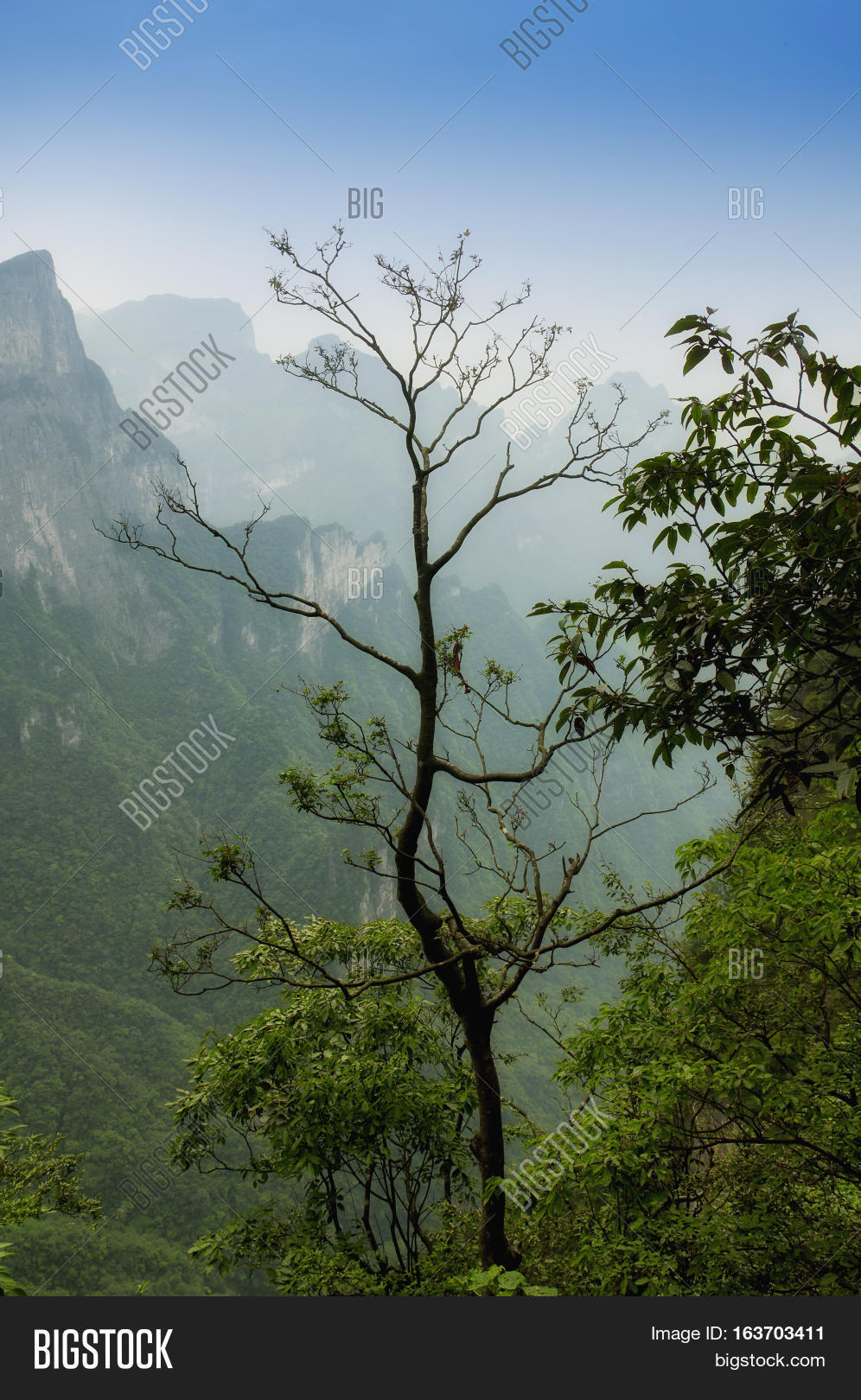 Tree Against Image & Photo (Free Trial) | Bigstock