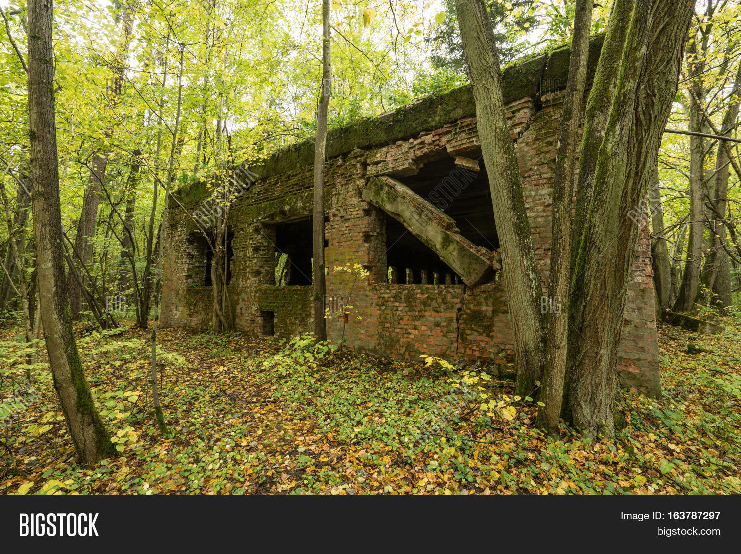 Wolf's Lair Adolf Image & Photo (Free Trial) | Bigstock