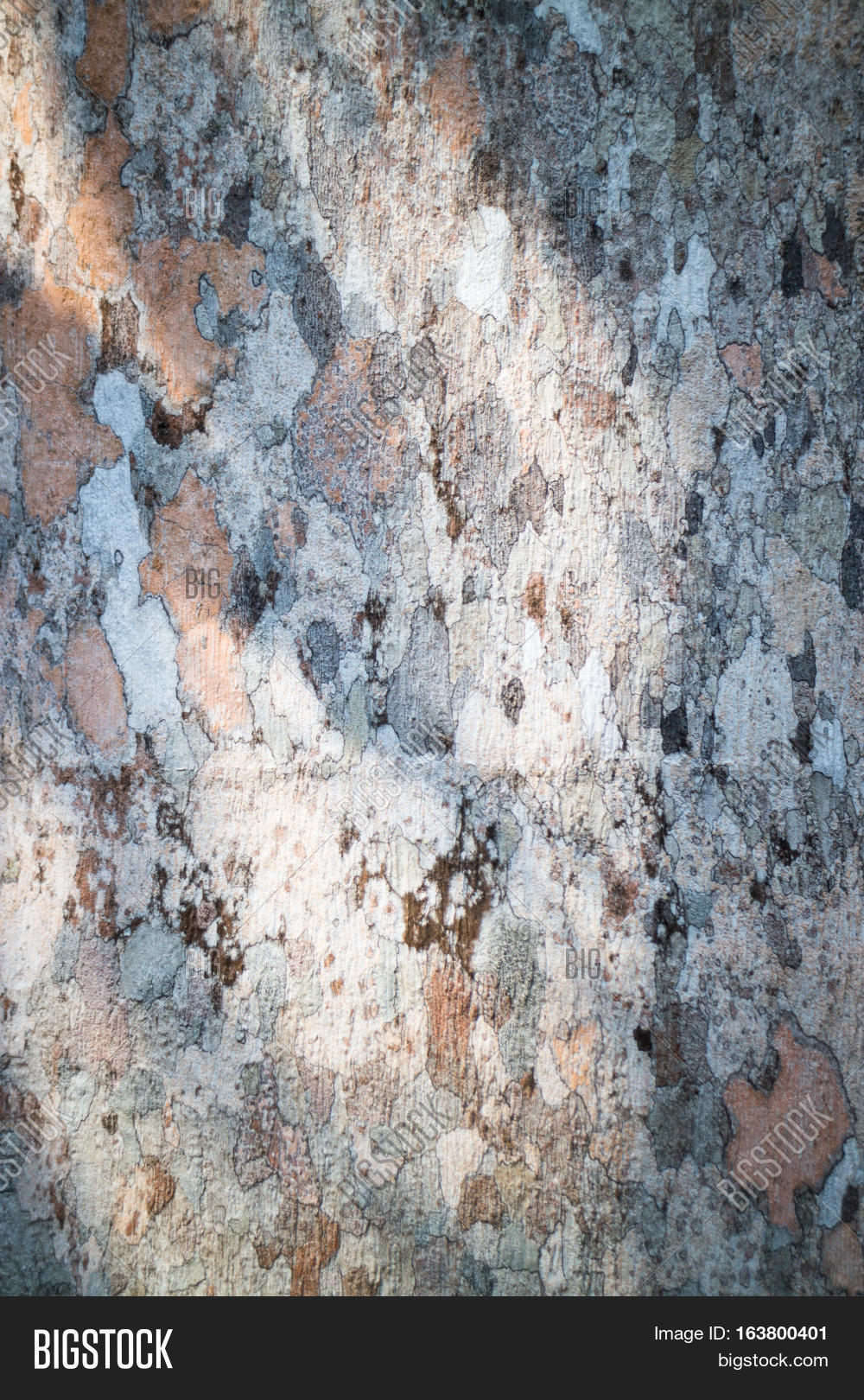 Rare Texture Tree Bark Image & Photo (Free Trial) | Bigstock