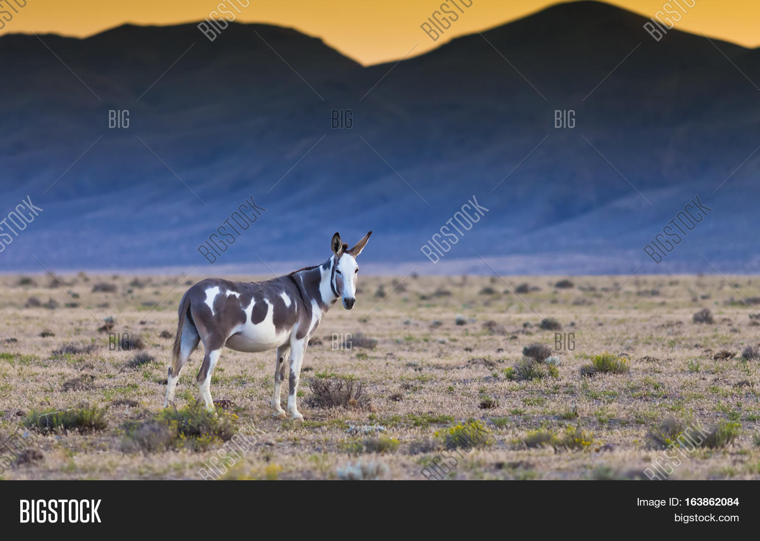 Donkey Nevada Desert Image & Photo (Free Trial) | Bigstock