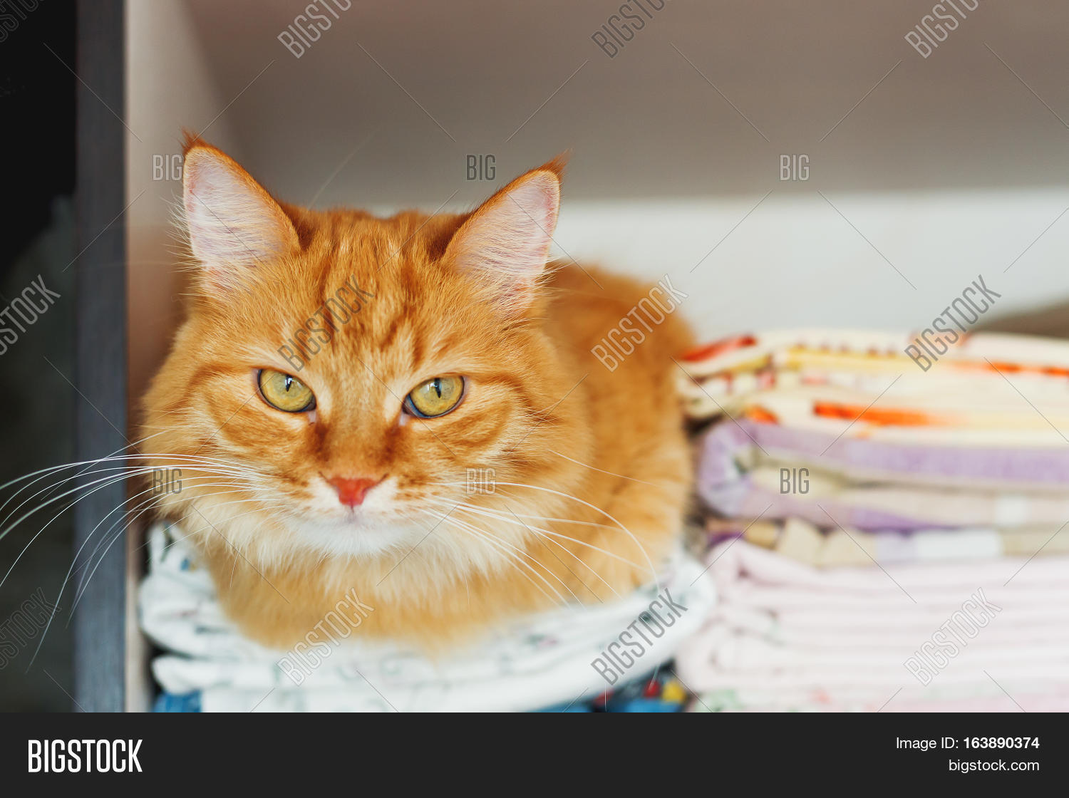 Cute Ginger Cat Sleep Image & Photo (Free Trial) | Bigstock