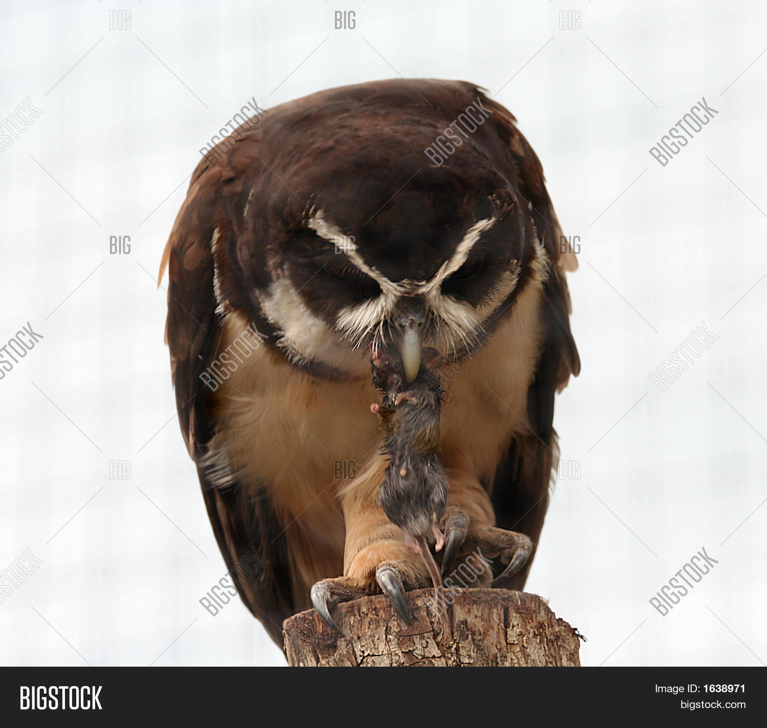 Owl Mouse Image & Photo (Free Trial) | Bigstock