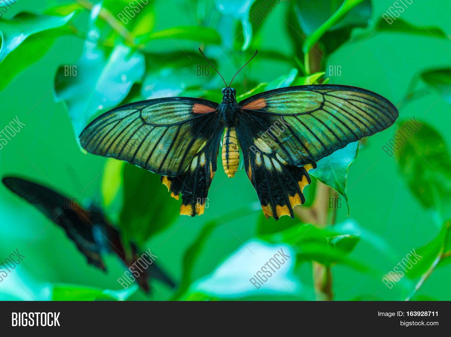 Asian Swallowtail ( Image & Photo (Free Trial) | Bigstock