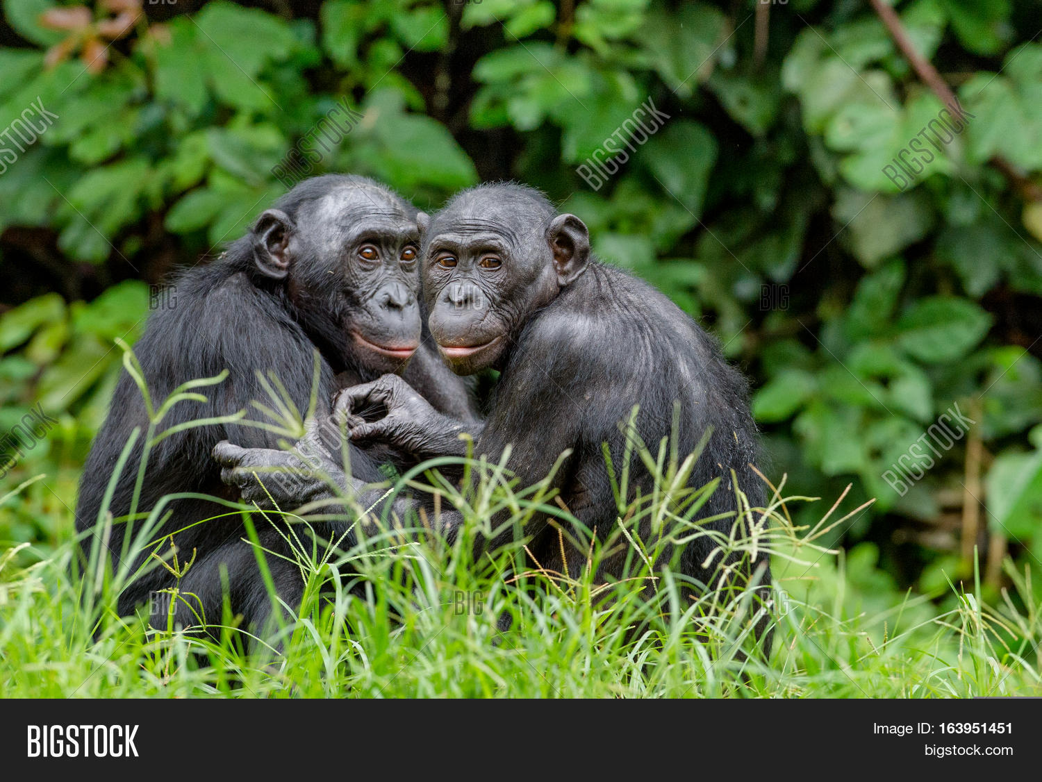 Bonobo Natural Habitat Image & Photo (Free Trial) | Bigstock