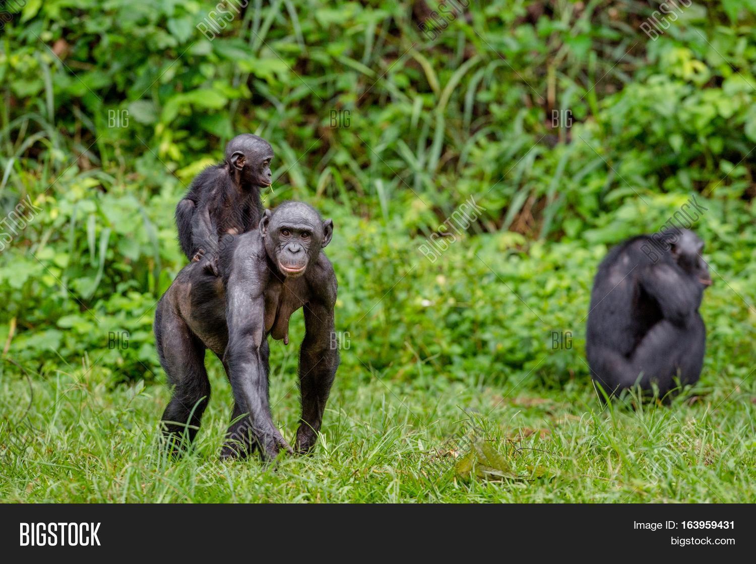 Close Portrait Bonobo Image & Photo (Free Trial) | Bigstock