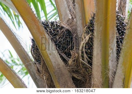 Palm Oil Fruit On Tree Image & Photo (Free Trial) | Bigstock