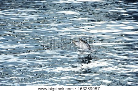 Flying Seagull. Winter Image & Photo (Free Trial) | Bigstock
