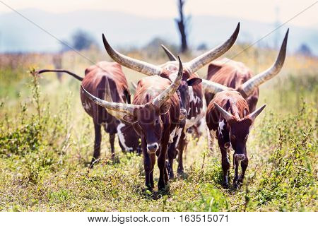 Texas Longhorn Breed Image & Photo (Free Trial) | Bigstock