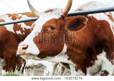 Cow On Farm. Rural Pet Image & Photo (Free Trial) | Bigstock