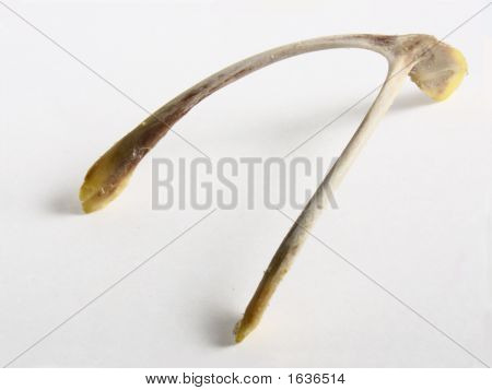 Lucky Bone Image & Photo (Free Trial) | Bigstock