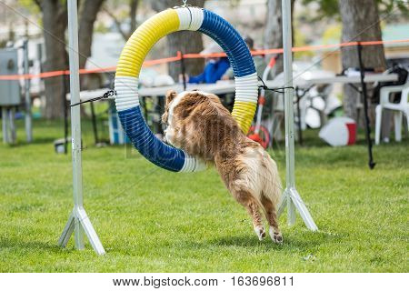 Dog Agility Image & Photo (Free Trial) | Bigstock