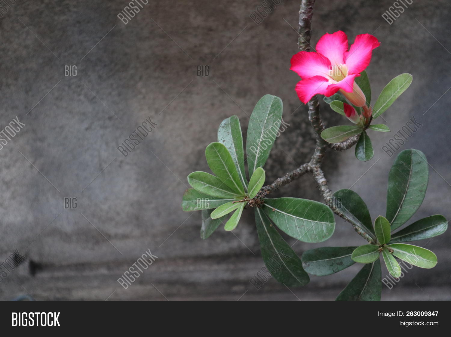 Bunga Adenium Grows Image & Photo (Free Trial) | Bigstock