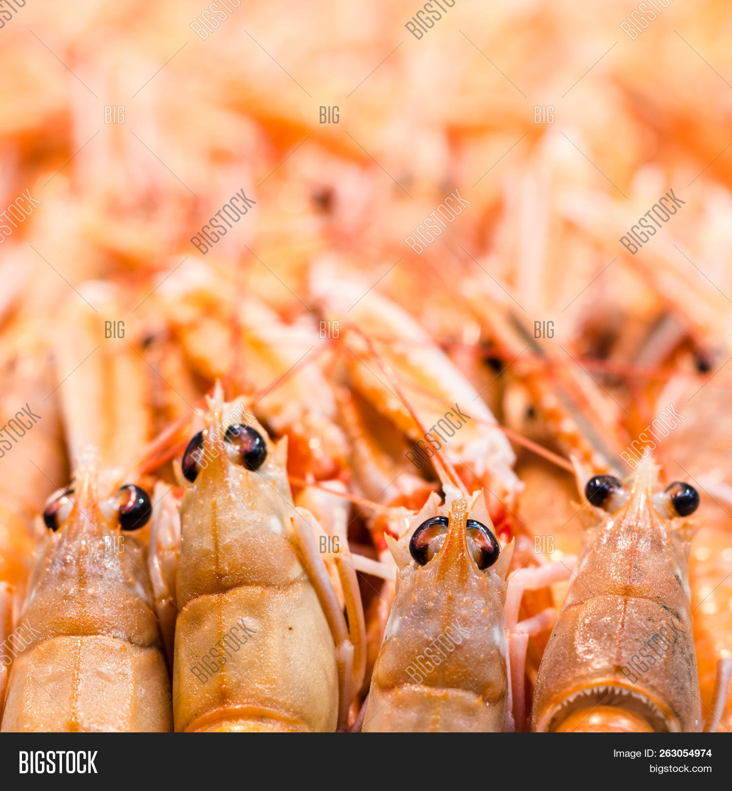 Prawn Common Name Image & Photo (Free Trial) | Bigstock